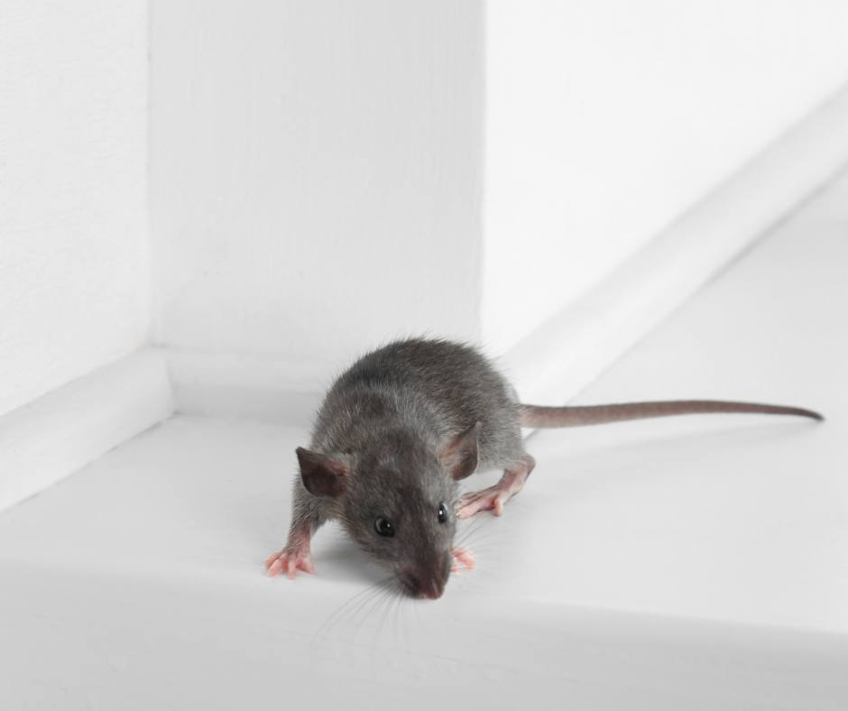Mice Proofing Your Home in Bromley | ☎️ 0800 9552042 🐁